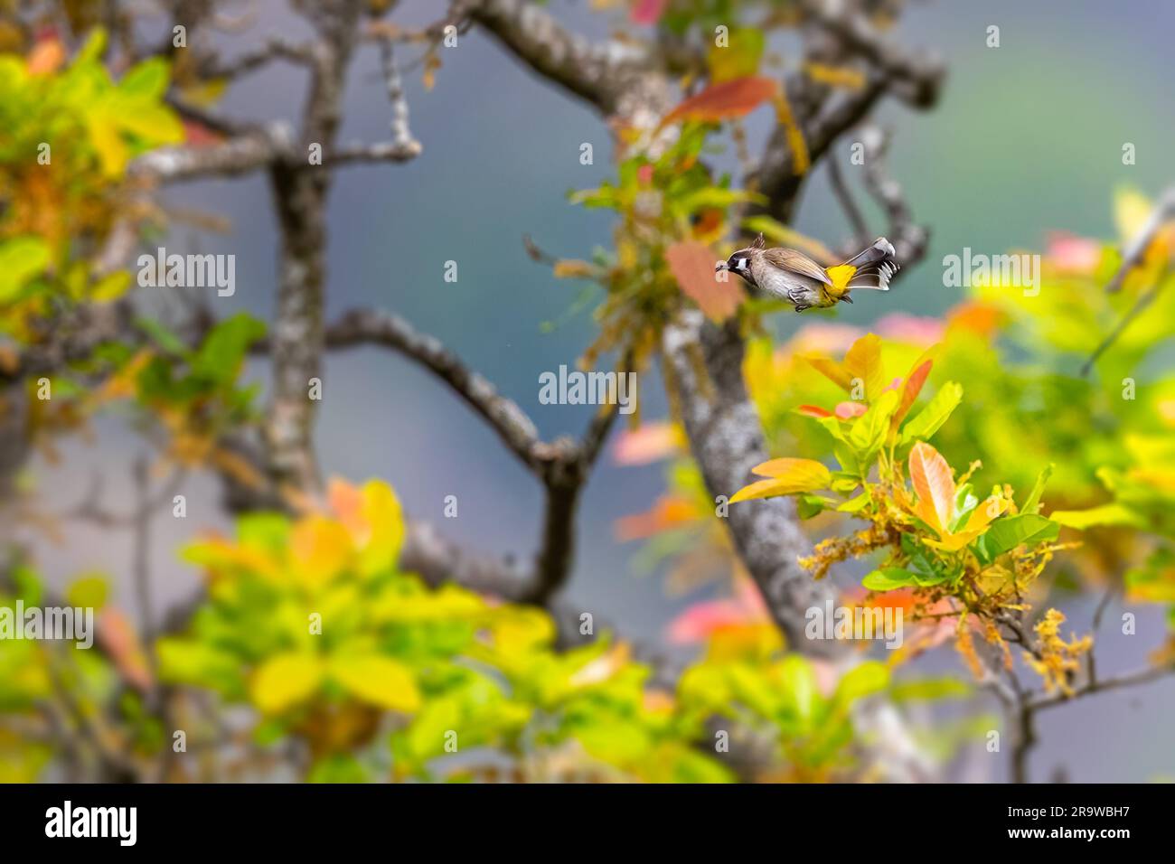 A Himalayan bulbul bird in its natural habitat Stock Photo - Alamy