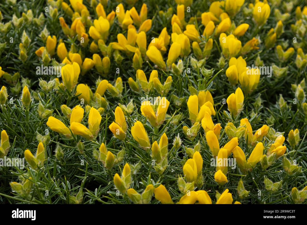 Echinospartum barnadesii, yellow flowers, plant species in the family ...