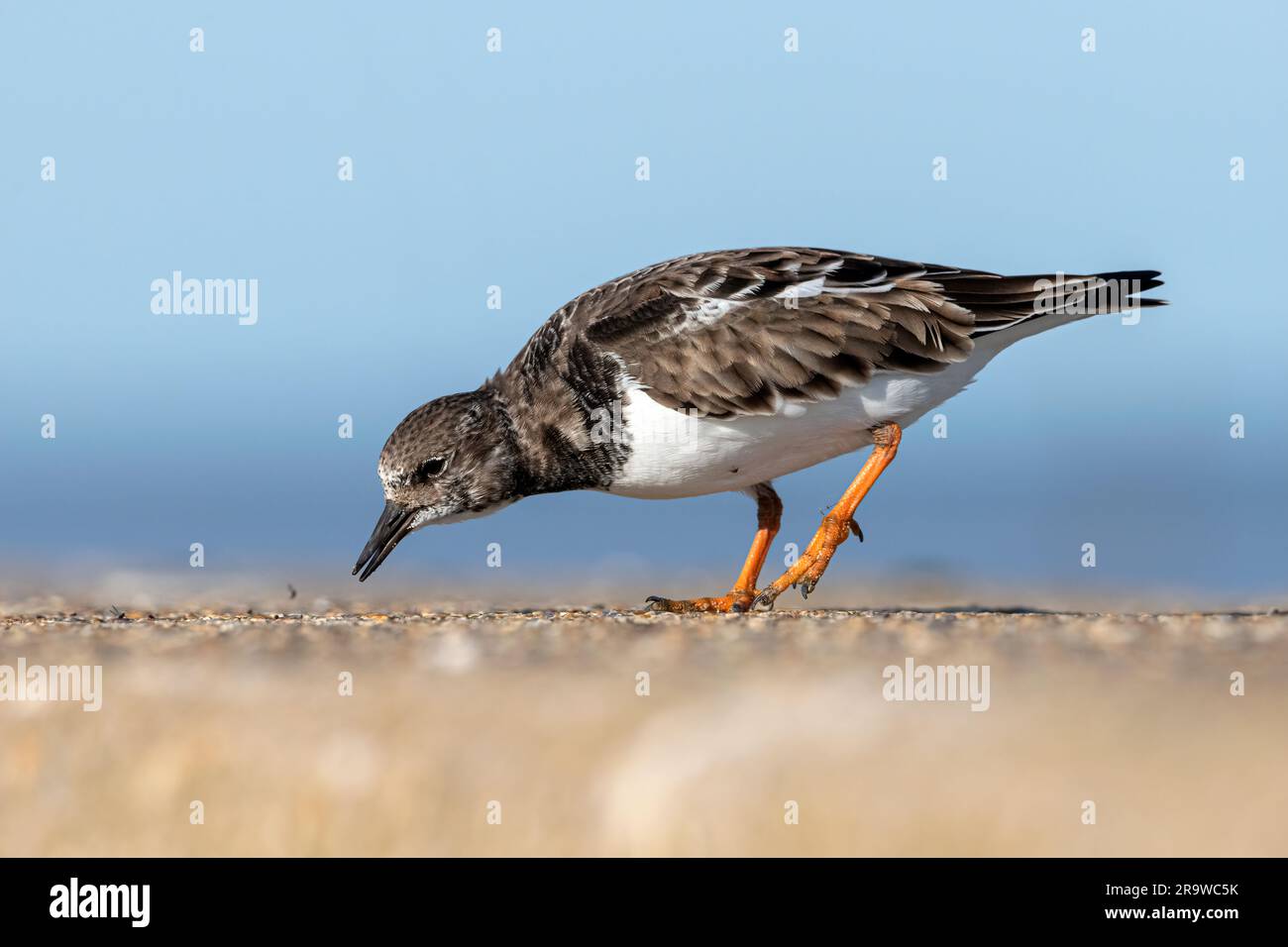 Turnstone chasing flies on the sea wall Stock Photo - Alamy