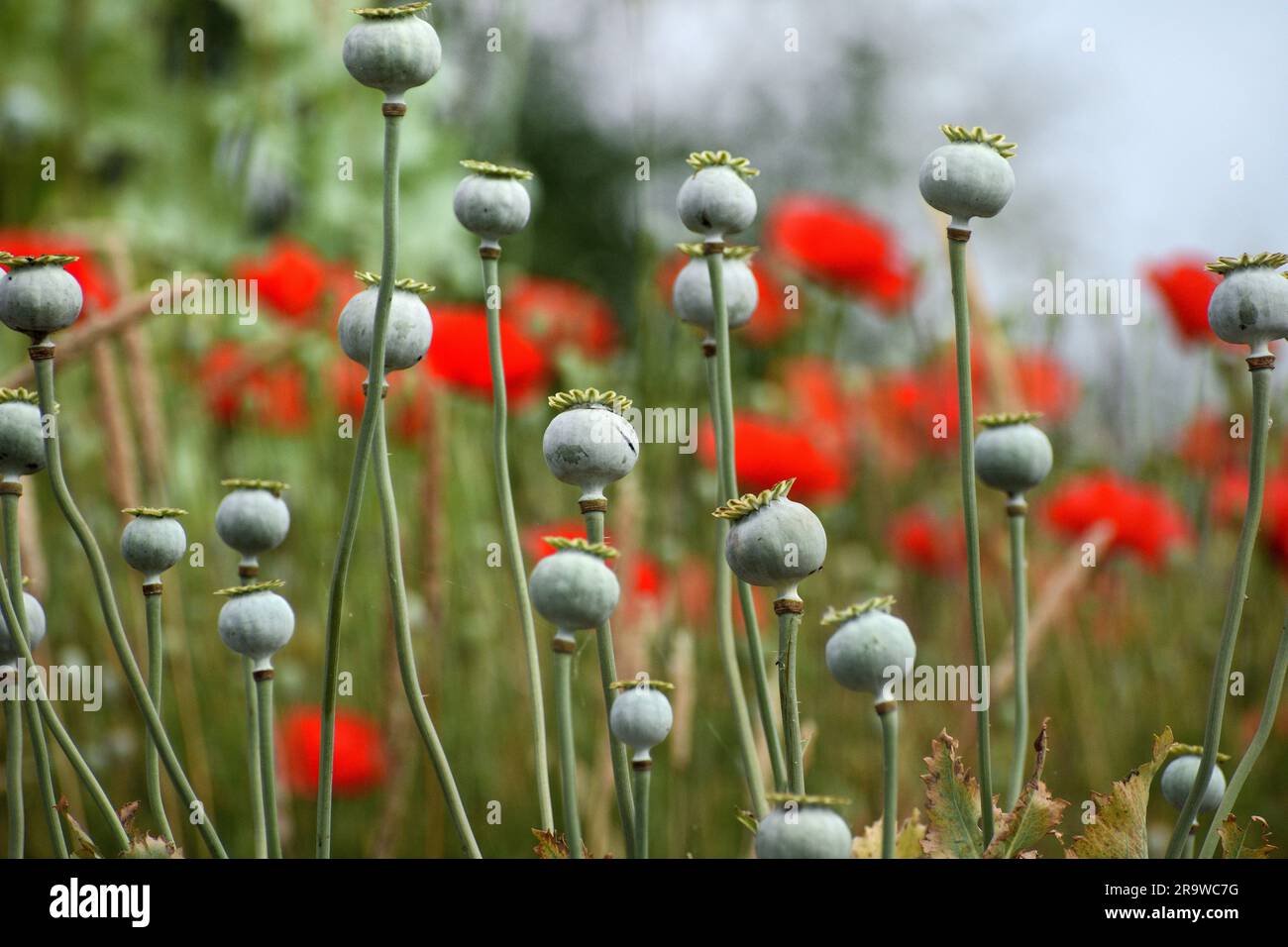 Poppy seed heads with red Poppies in the background Stock Photo - Alamy