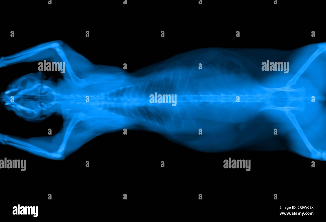 BLUE CT scan of a cat pet on a black background. Oncologist veterinary ...