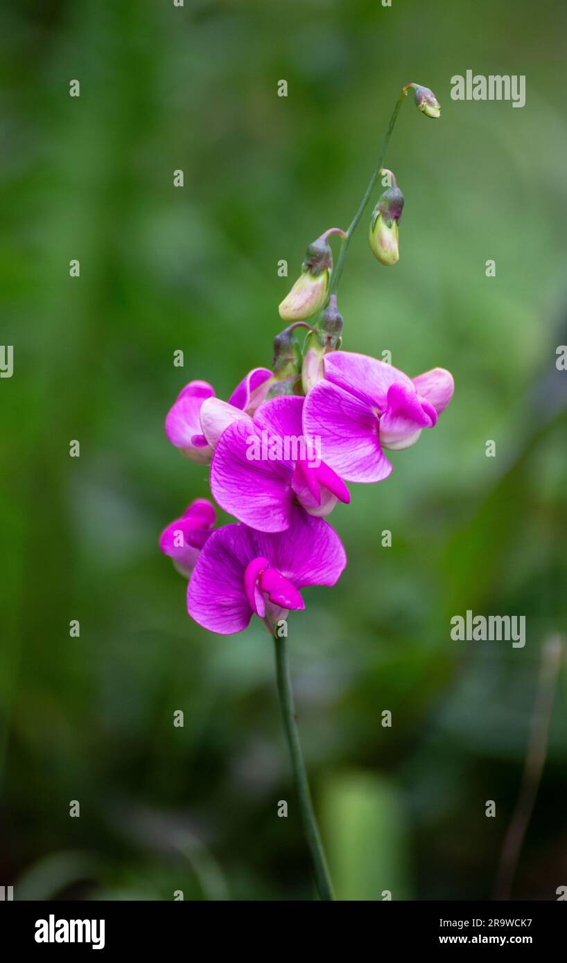 Wild pea flower Stock Photo - Alamy