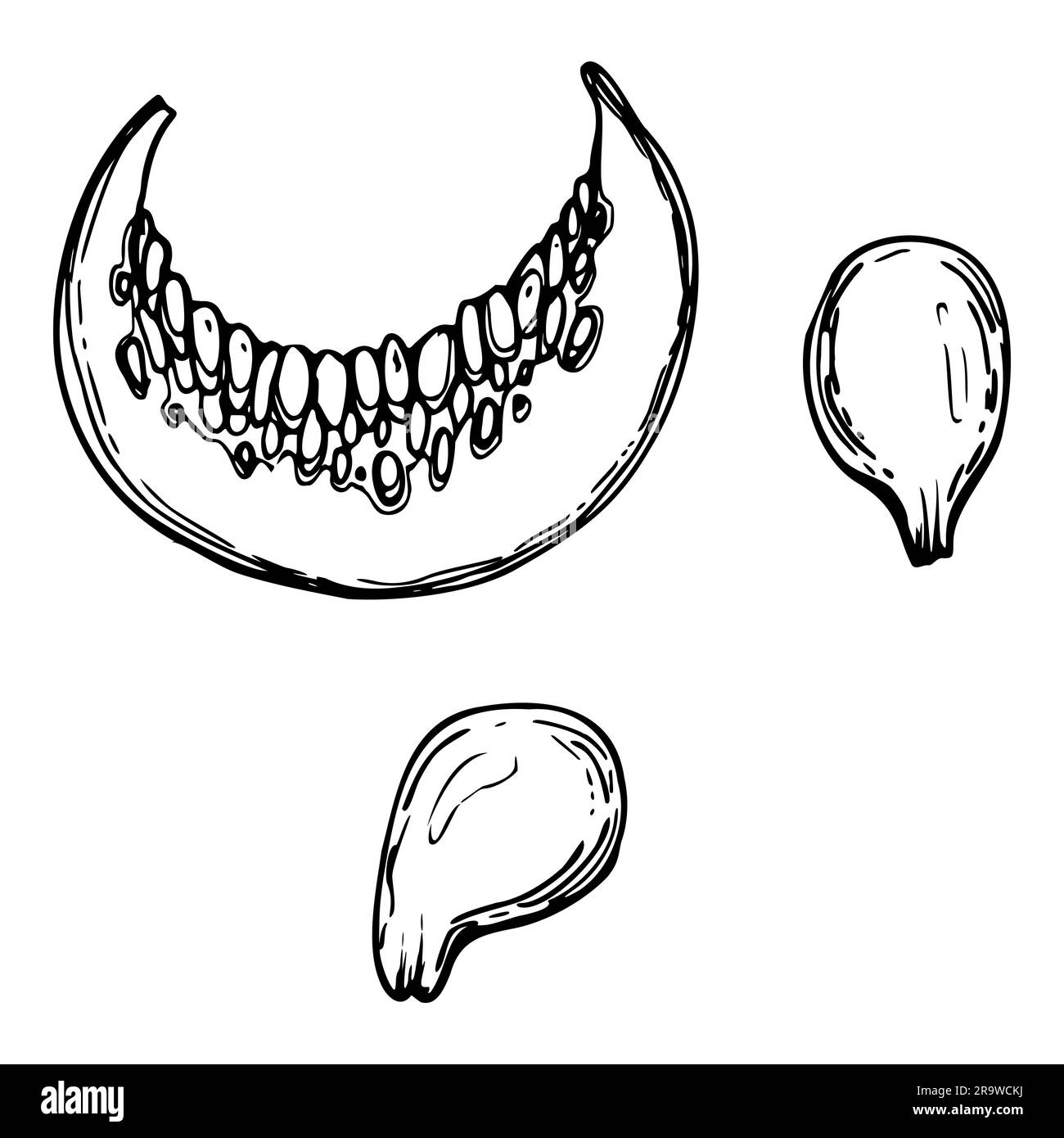 Hand Drawn Ink Vector Pumpkin Gourd Squash Sketch Illustration Art For Thanksgiving Halloween