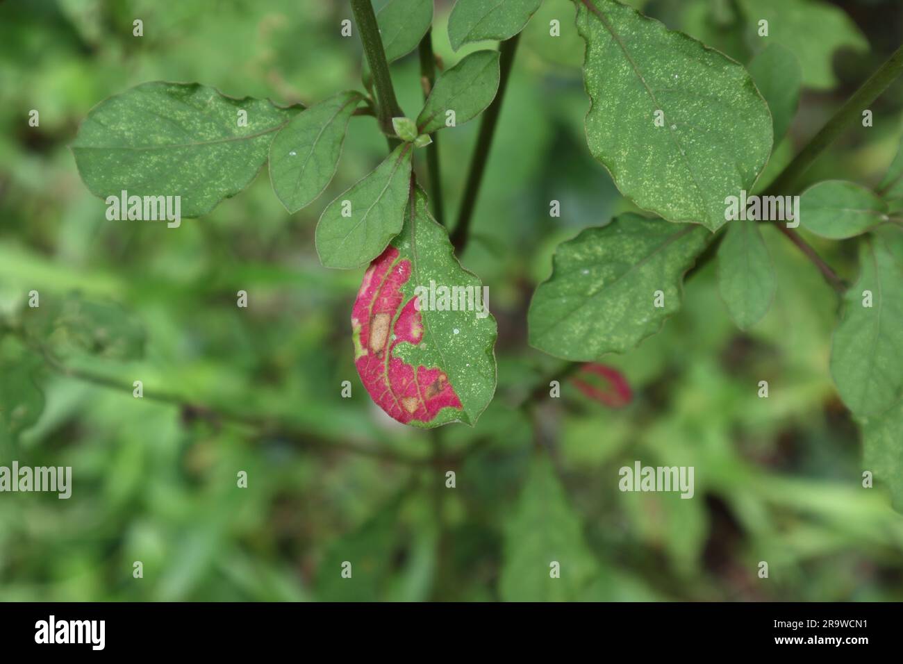 Prickly chaff flower plant hi-res stock photography and images - Alamy