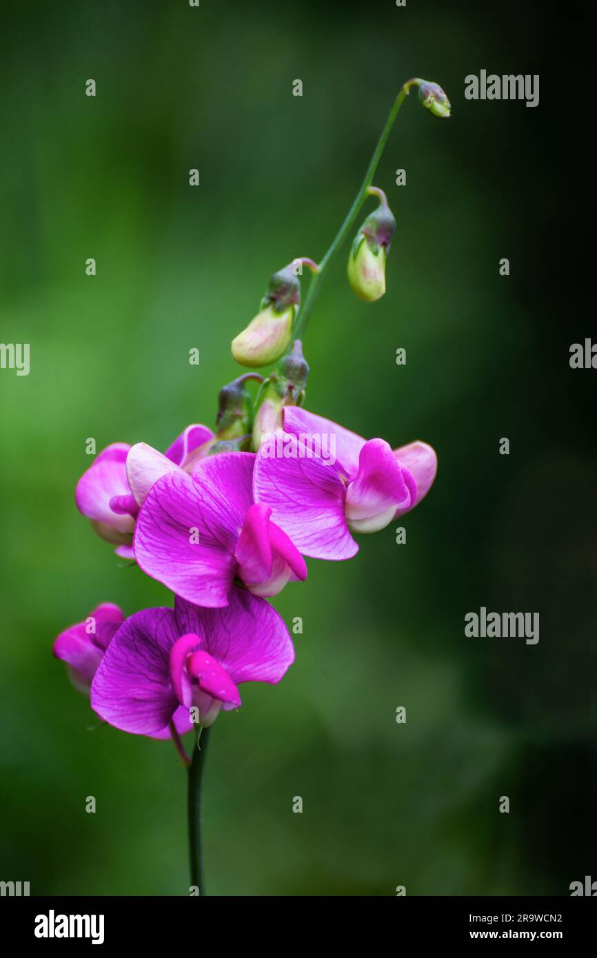Wild pea flower Stock Photo - Alamy