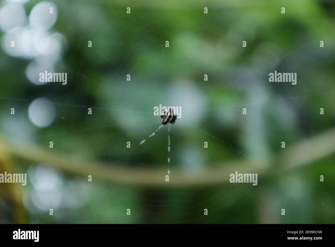 A tiny spiny backed orb weaver spider's dorsal view in shallow depth of ...