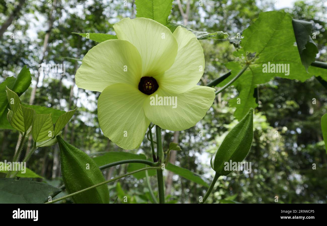 Kapukinissa hi-res stock photography and images - Alamy