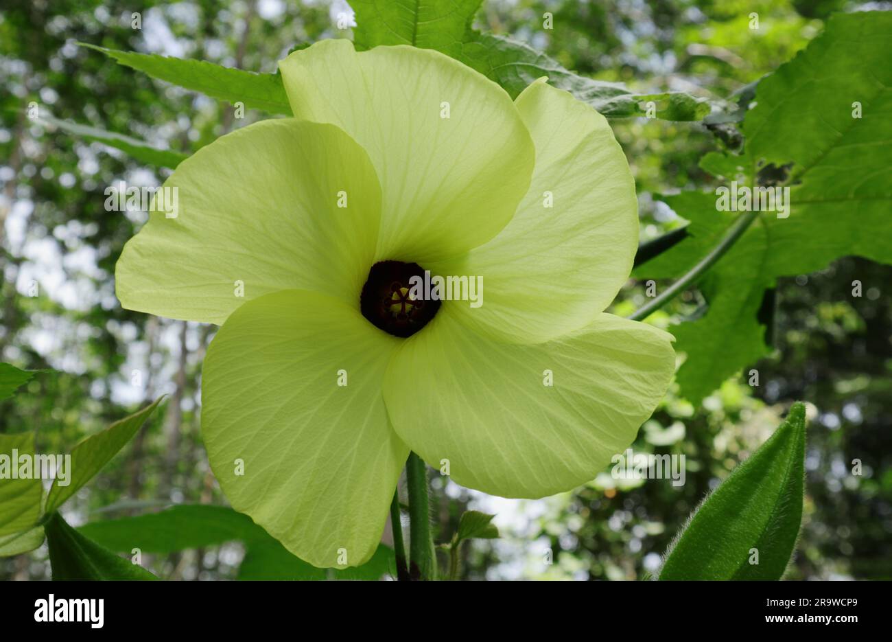 Close up view of the stamens and pistil of a yellow flower of a Musk ...