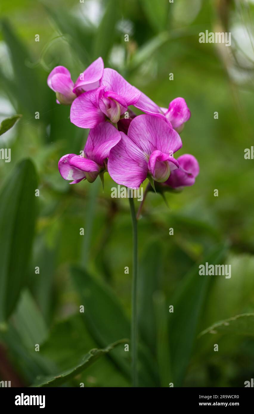 Wildflower orchid flower pattern in hi-res stock photography and images ...