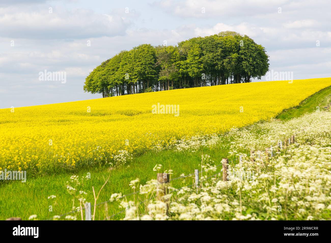 Early summer chalk upland landscape with field of yellow oil seed rape ...