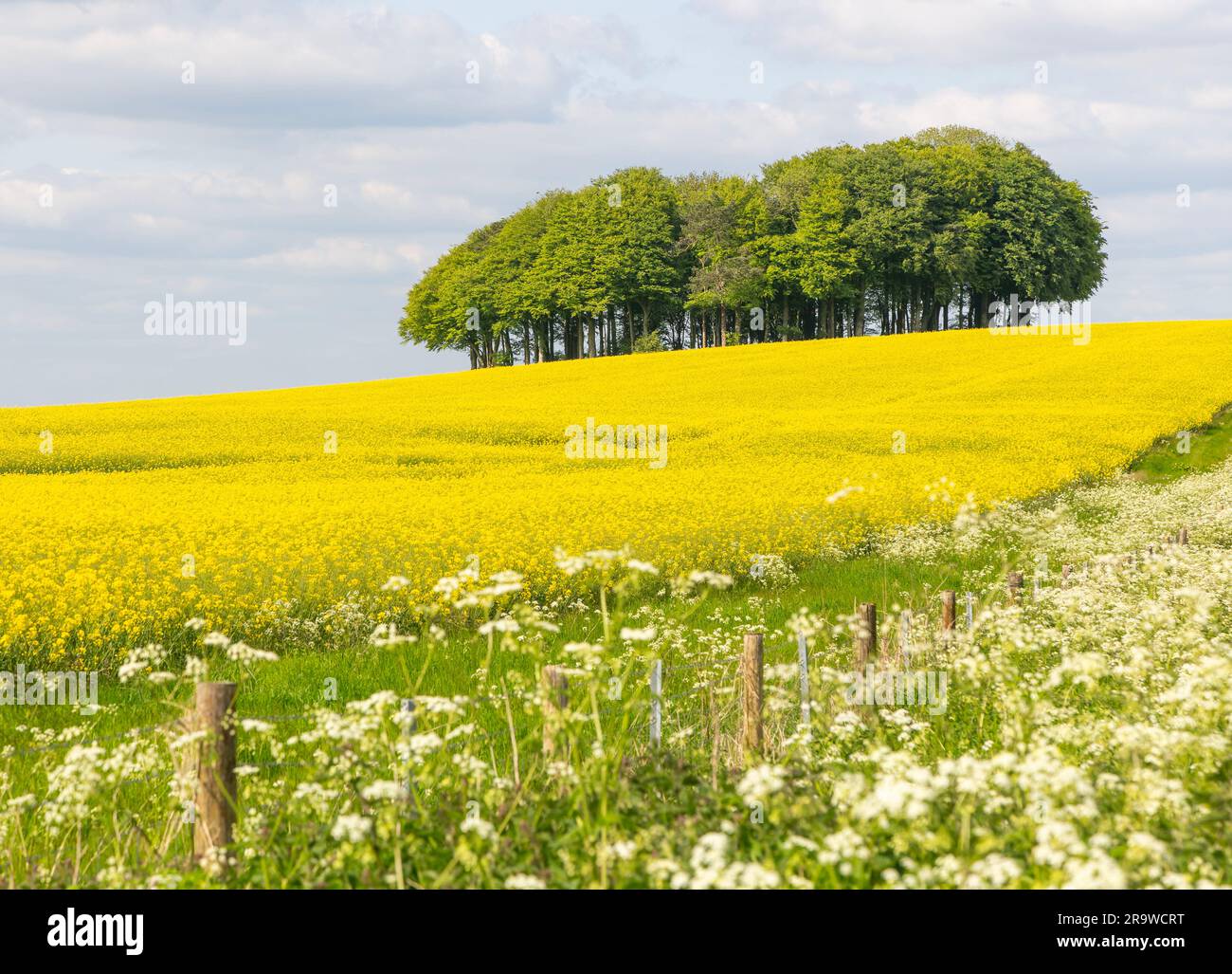 Early summer chalk upland landscape with field of yellow oil seed rape ...