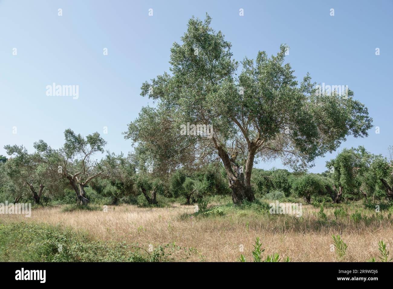 Olive trees in field on the Island of Kefalonia Greece Stock Photo - Alamy