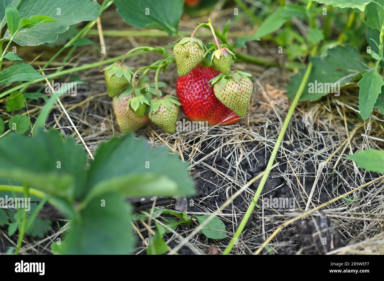 strawberry ripening on a bush in the garden Stock Photo - Alamy