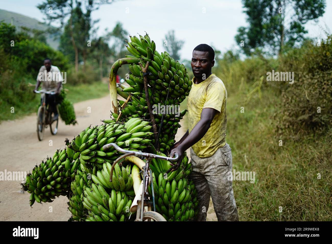 An African man transporting bunches of green bananas, locally known as ...