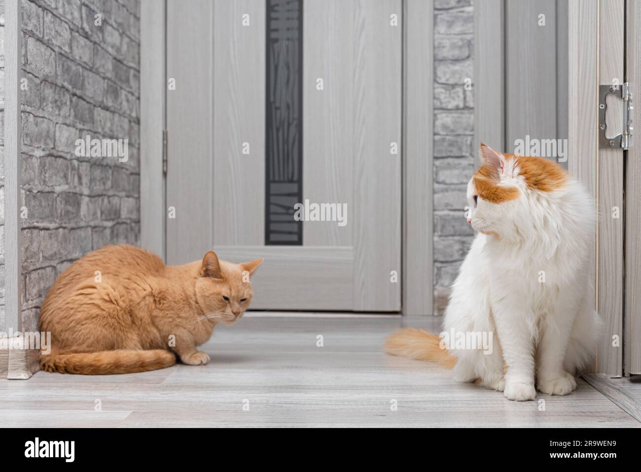 domestic cat looks at another cat while being nearby. two cats in the ...
