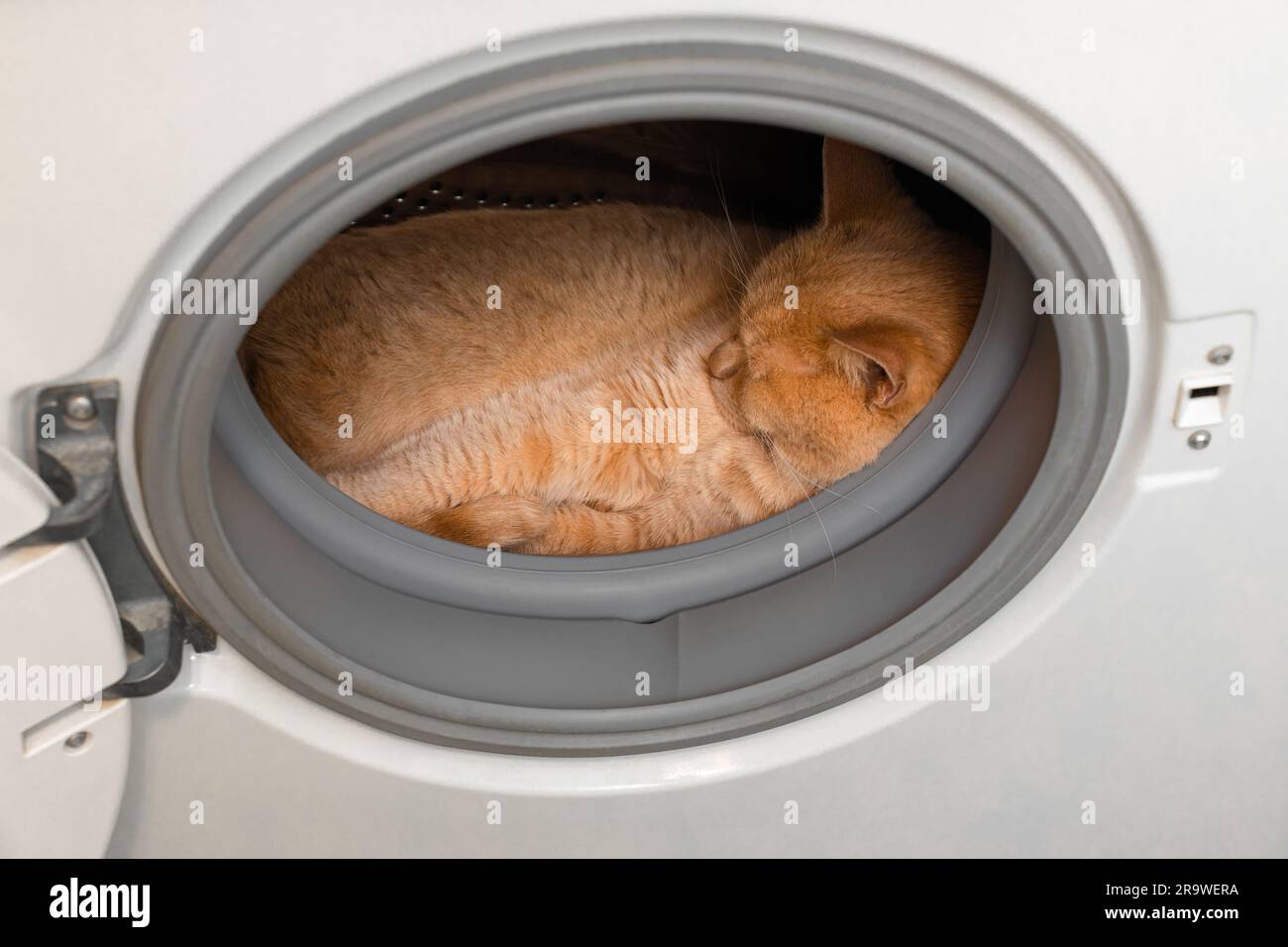 domestic cat lies in the tank of the washing machine Stock Photo - Alamy