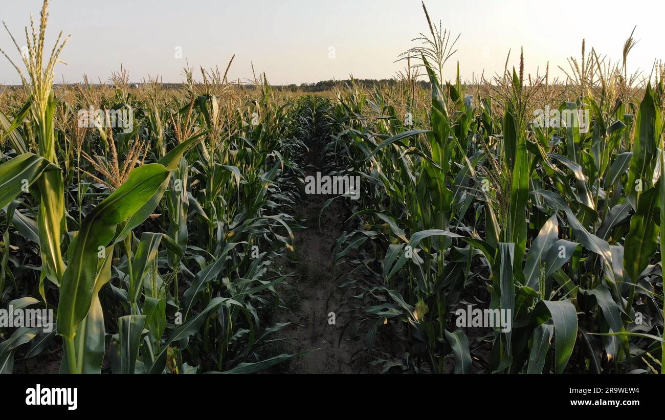 Corn young field. Seedlings planted in a row Stock Photo - Alamy