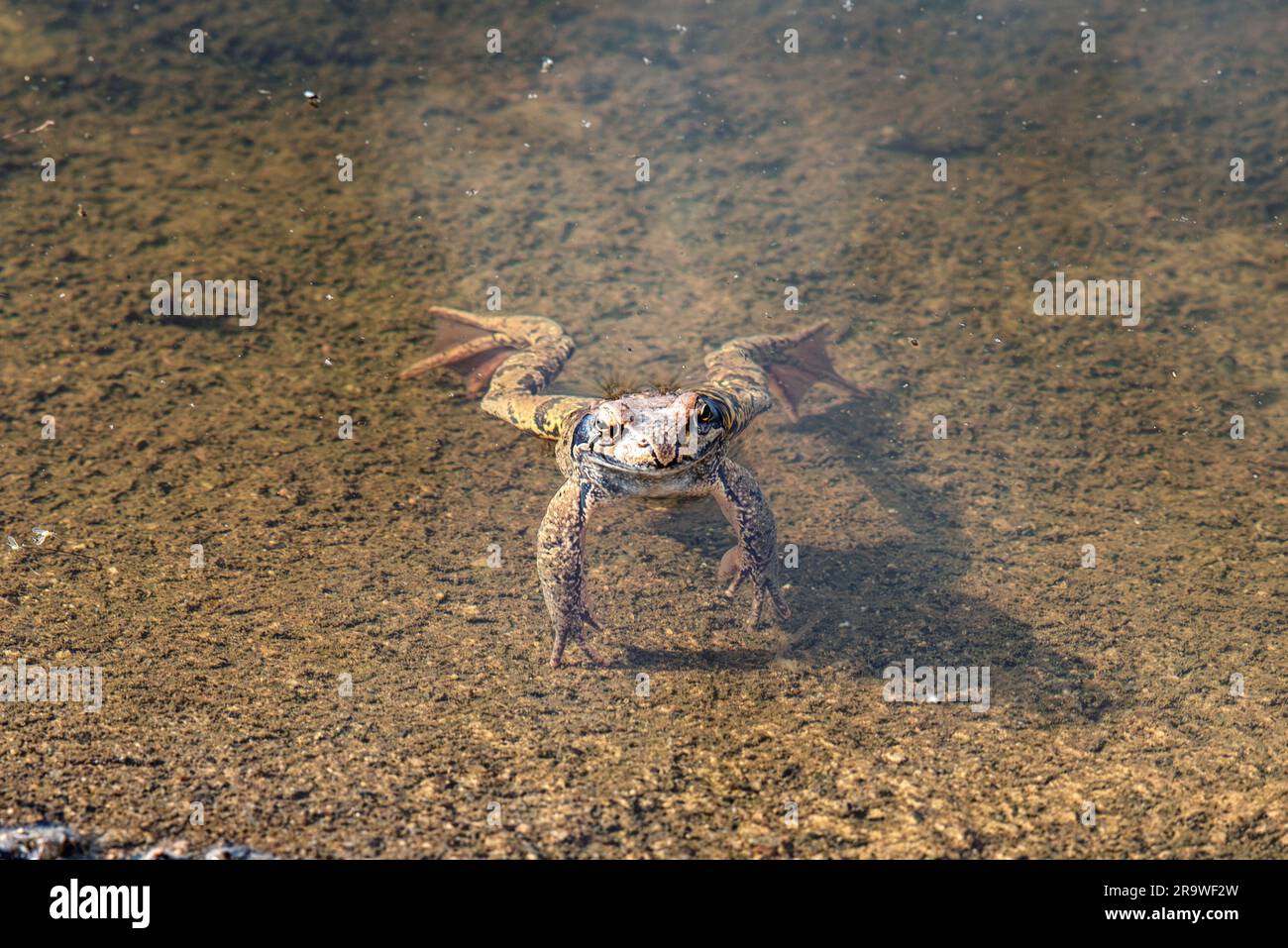 Female bullfrog hi-res stock photography and images - Alamy
