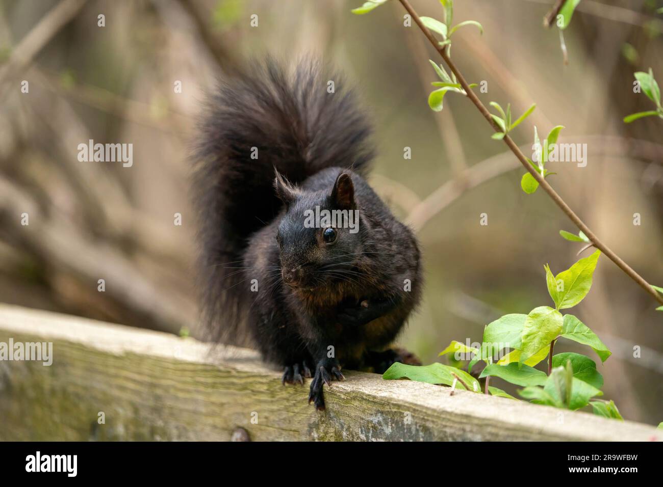 Black small squirrel walking hi-res stock photography and images - Alamy