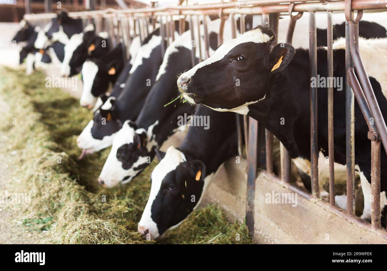 adult cows eating hay with grass on dairy farm Stock Photo - Alamy