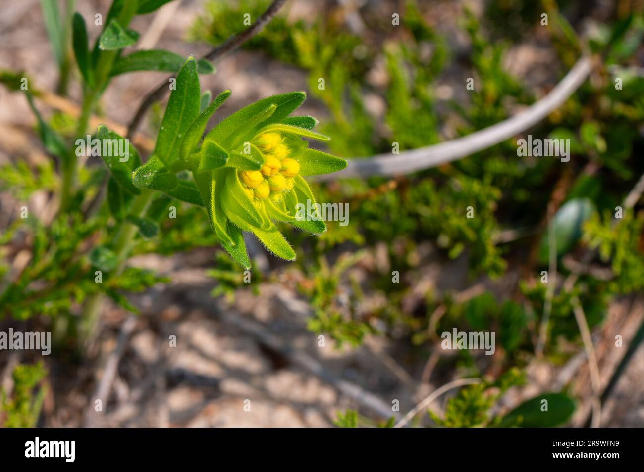 Hoary Puccoon Lithospermum canescens growing on a beach and sand Stock ...