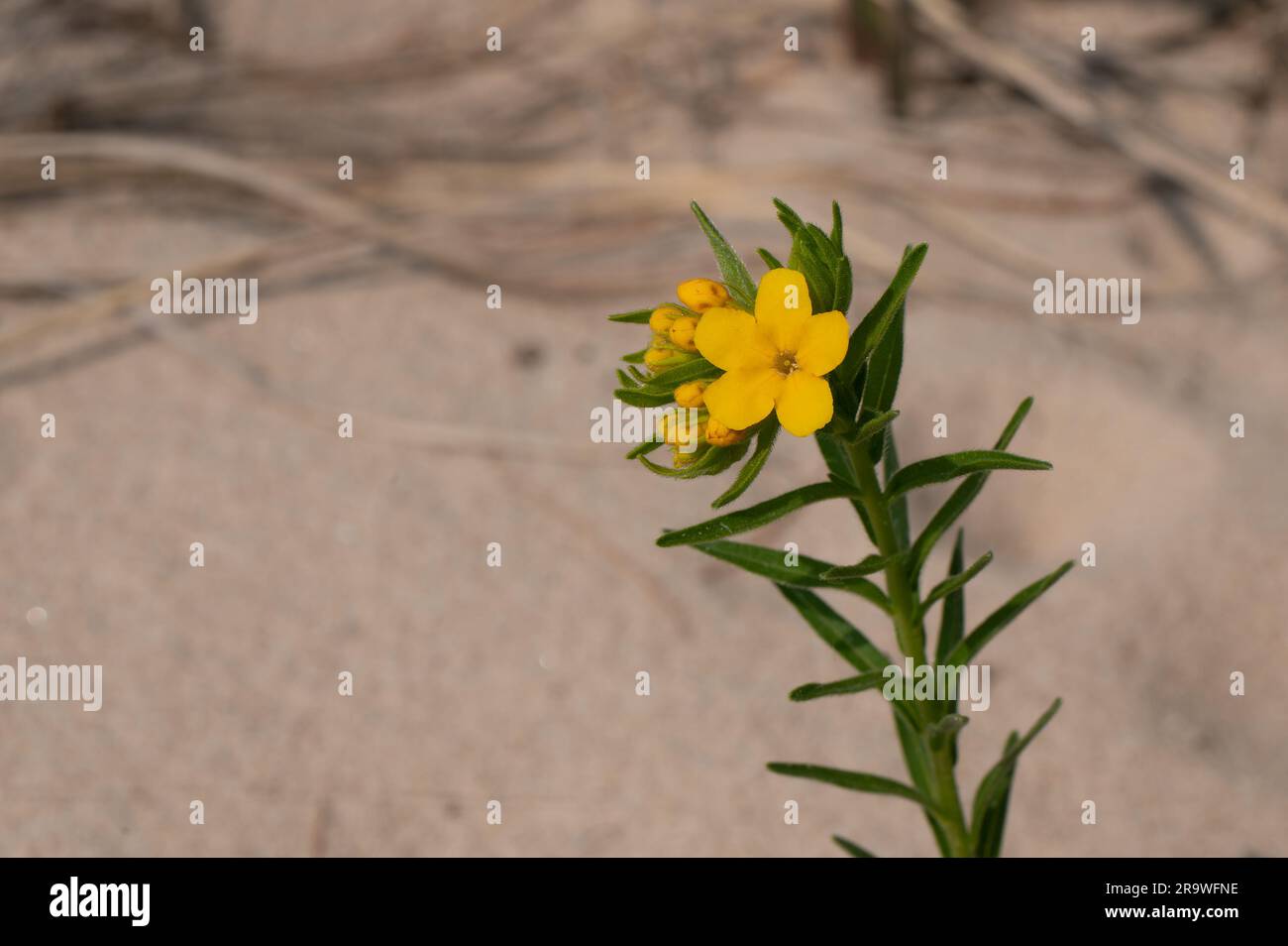 Hoary Puccoon Lithospermum canescens growing on a beach and sand Stock ...