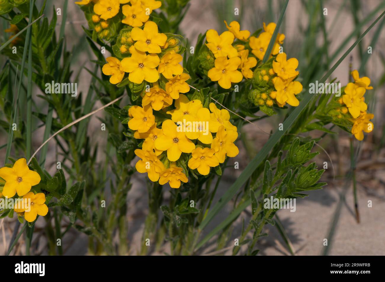 Hoary Puccoon Lithospermum canescens growing on a beach and sand Stock ...