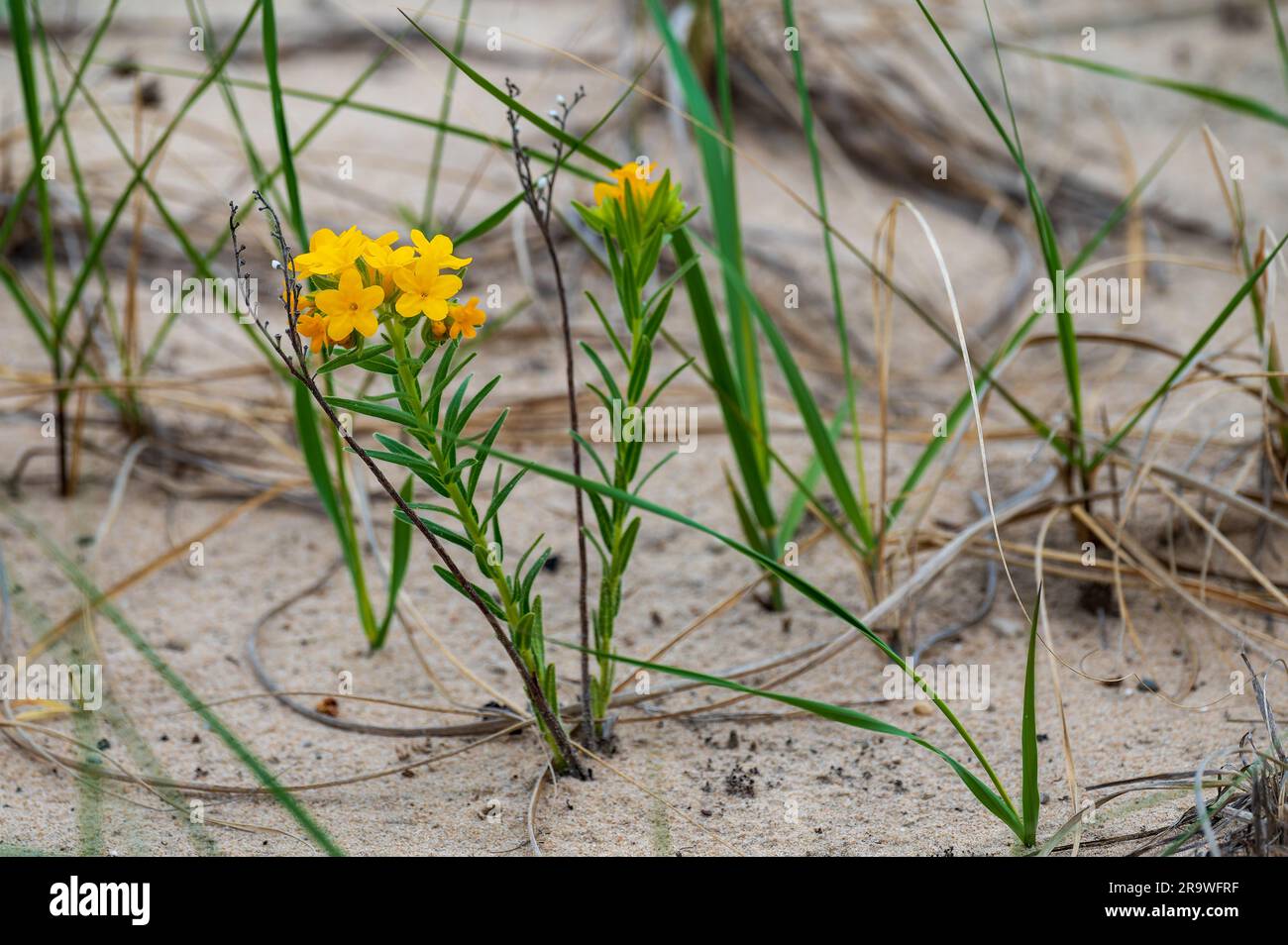 Hoary Puccoon Lithospermum canescens growing on a beach and sand Stock ...