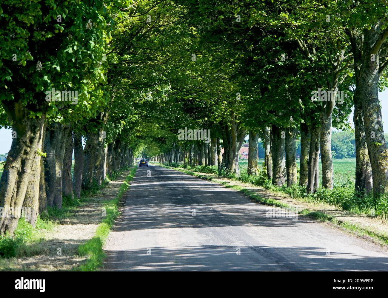 Tree-lined road in the community of Sunk Island, Holderness, East ...