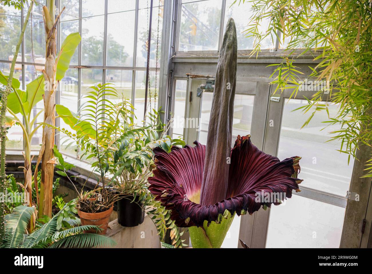 Wally hogan hi-res stock photography and images - Alamy