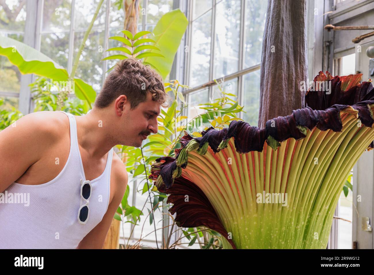 Bloomington, United States. 28th June, 2023. Wally, a corpse flower in ...