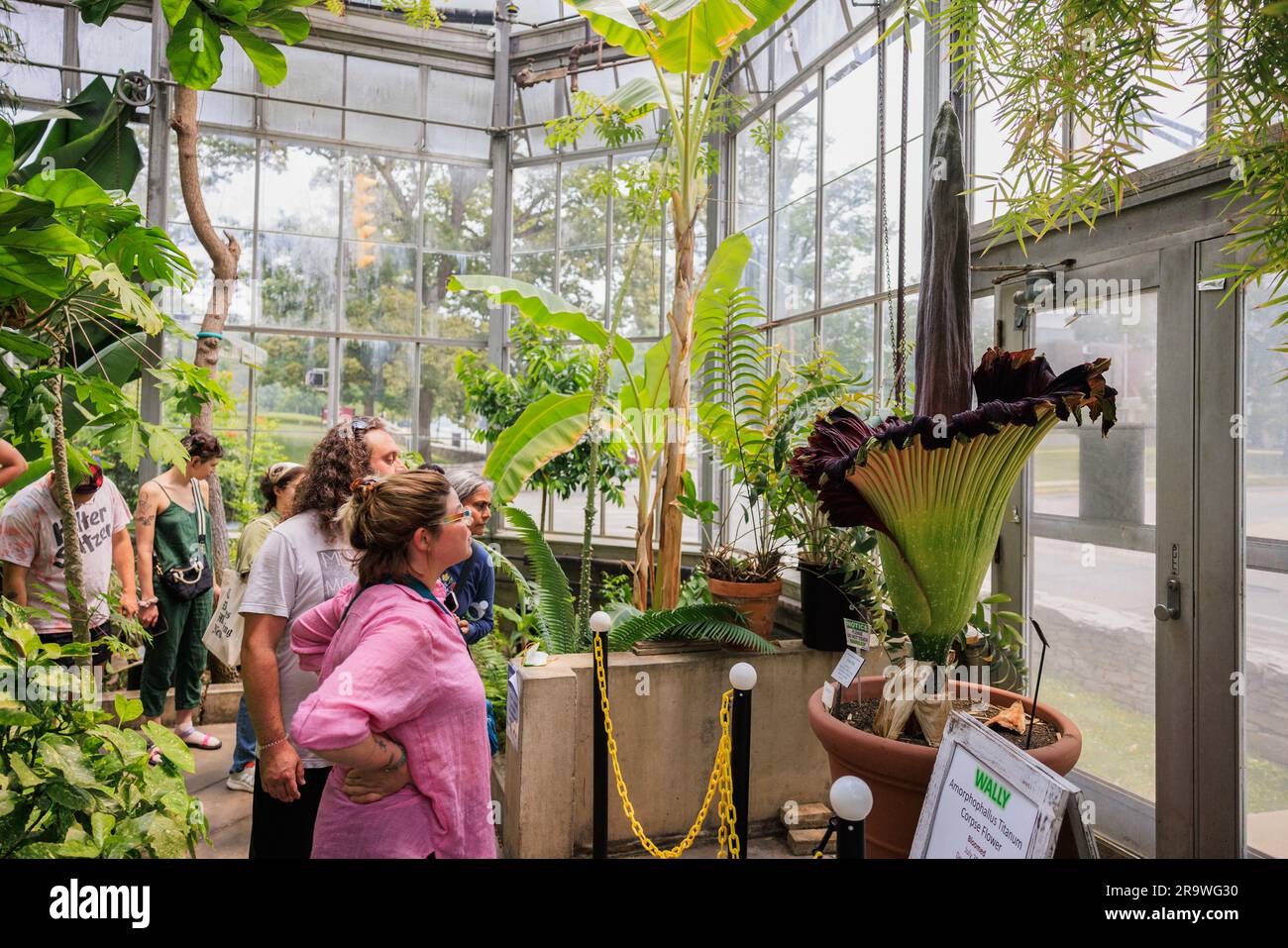 Bloomington, United States. 28th June, 2023. Wally, a corpse flower in ...