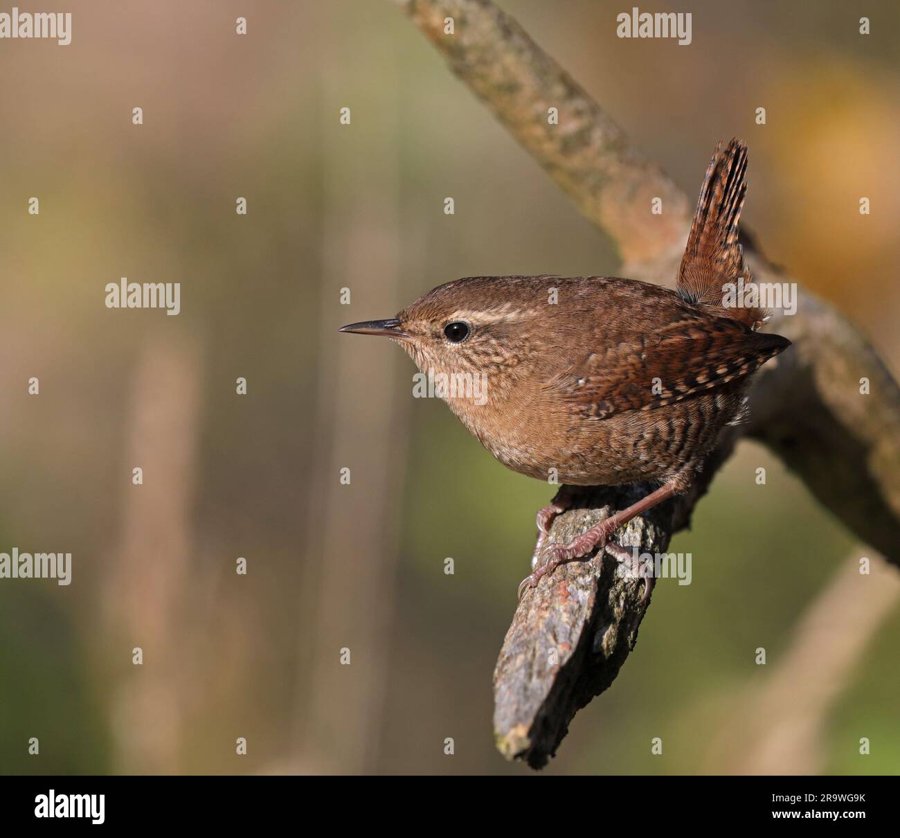 Wren tail lifted hi-res stock photography and images - Alamy