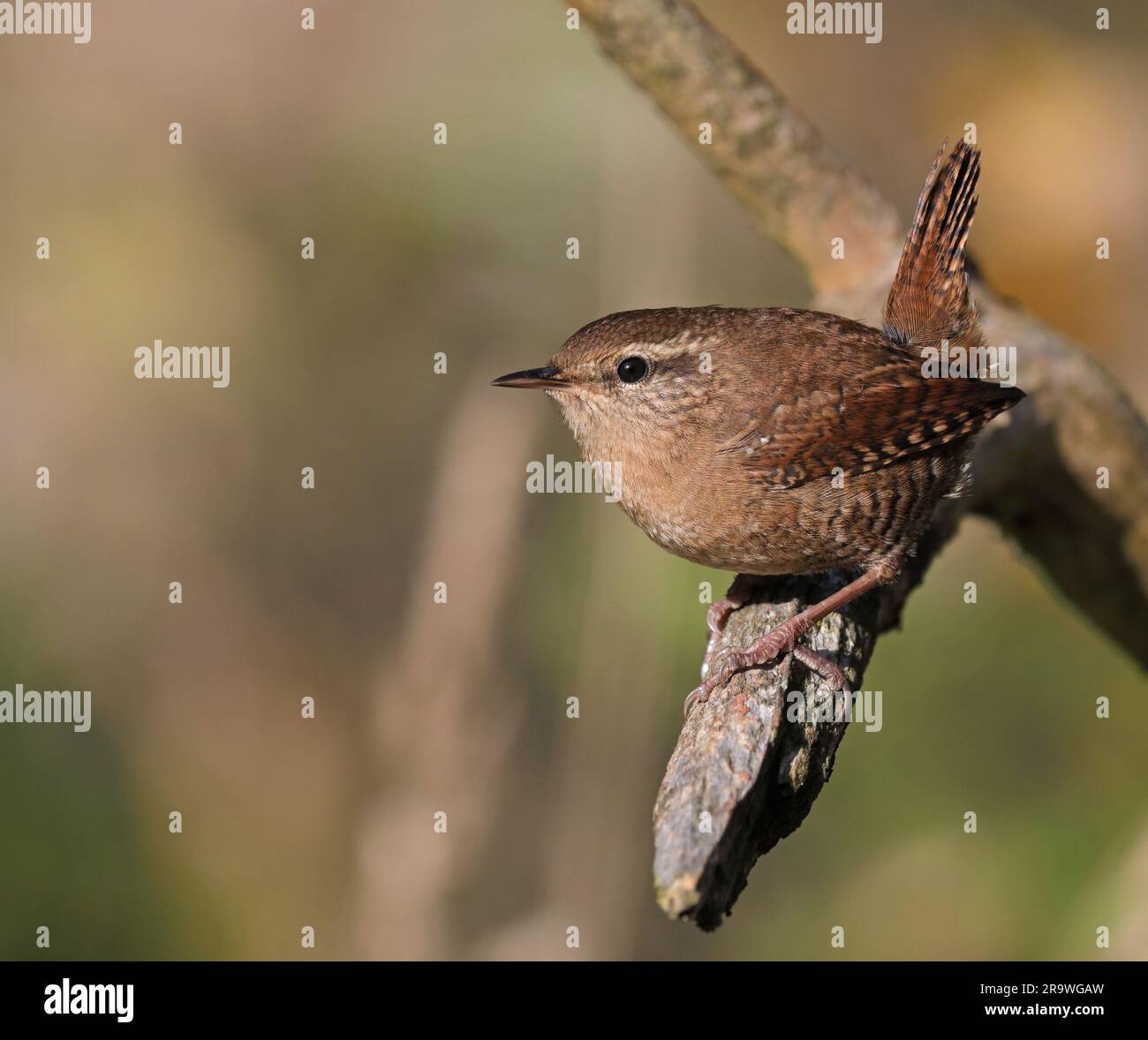 Wren, sitting on perch, with lifted tail Stock Photo - Alamy