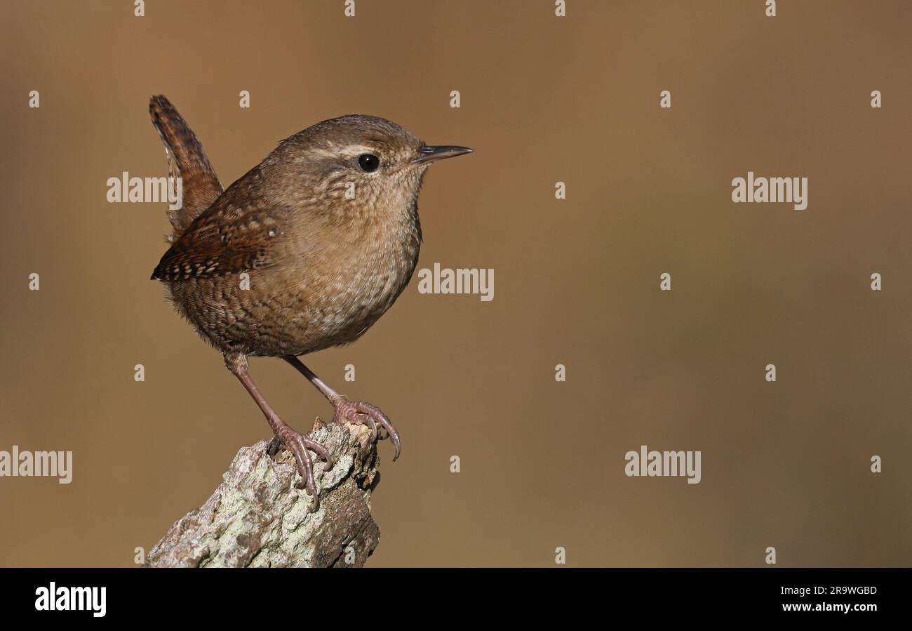 Wren tail lifted hi-res stock photography and images - Alamy