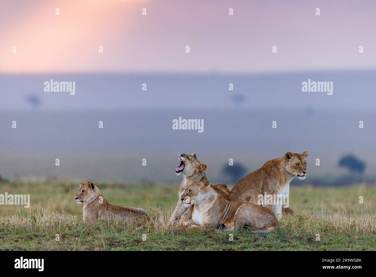 Lions are more active at night. MASAI MARA; KENYA: FUNNY images have ...