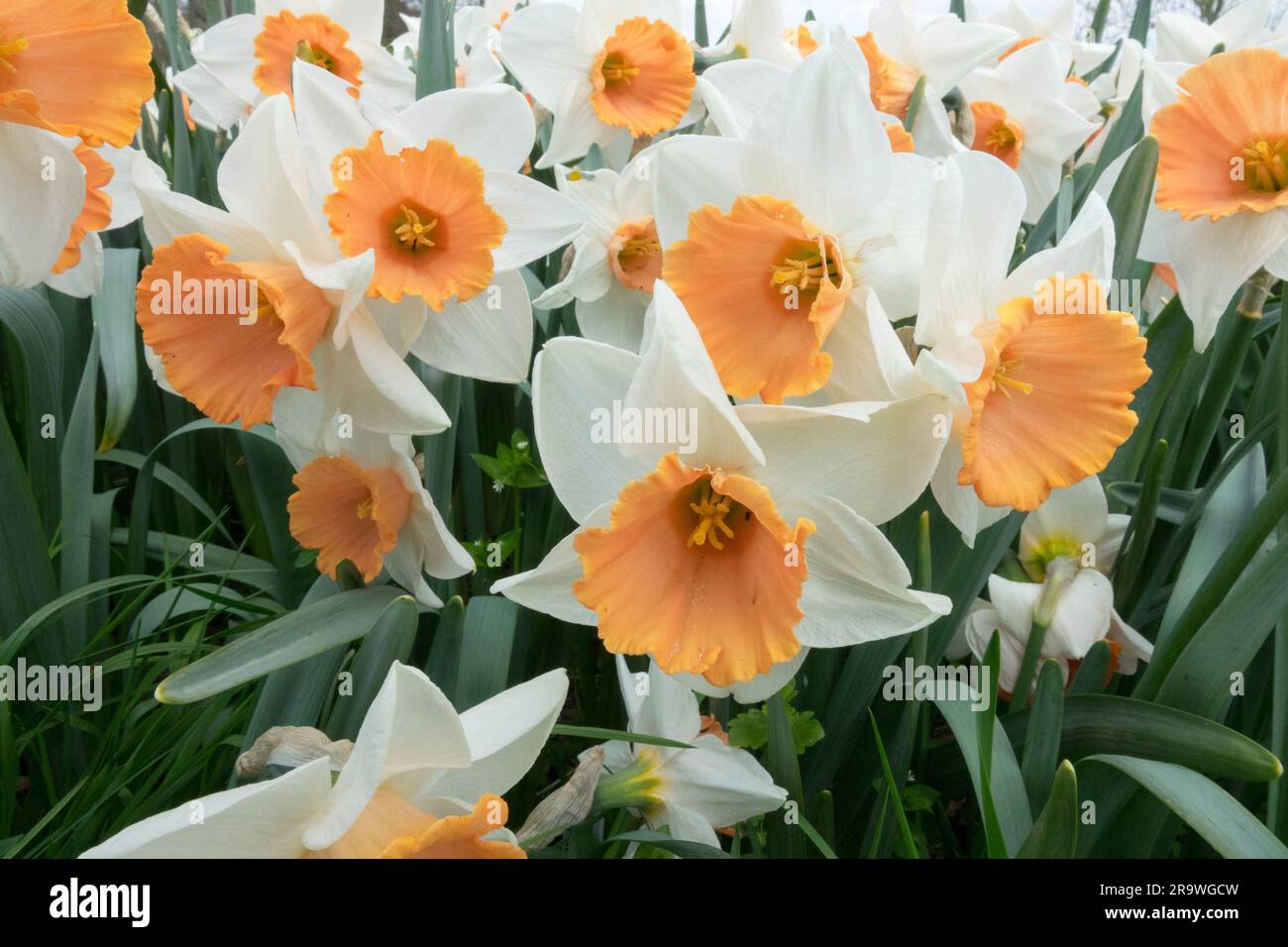 Chromacolor hi-res stock photography and images - Alamy