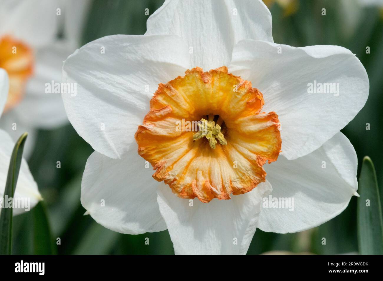 White narcissus professor einstein hi-res stock photography and images - Alamy