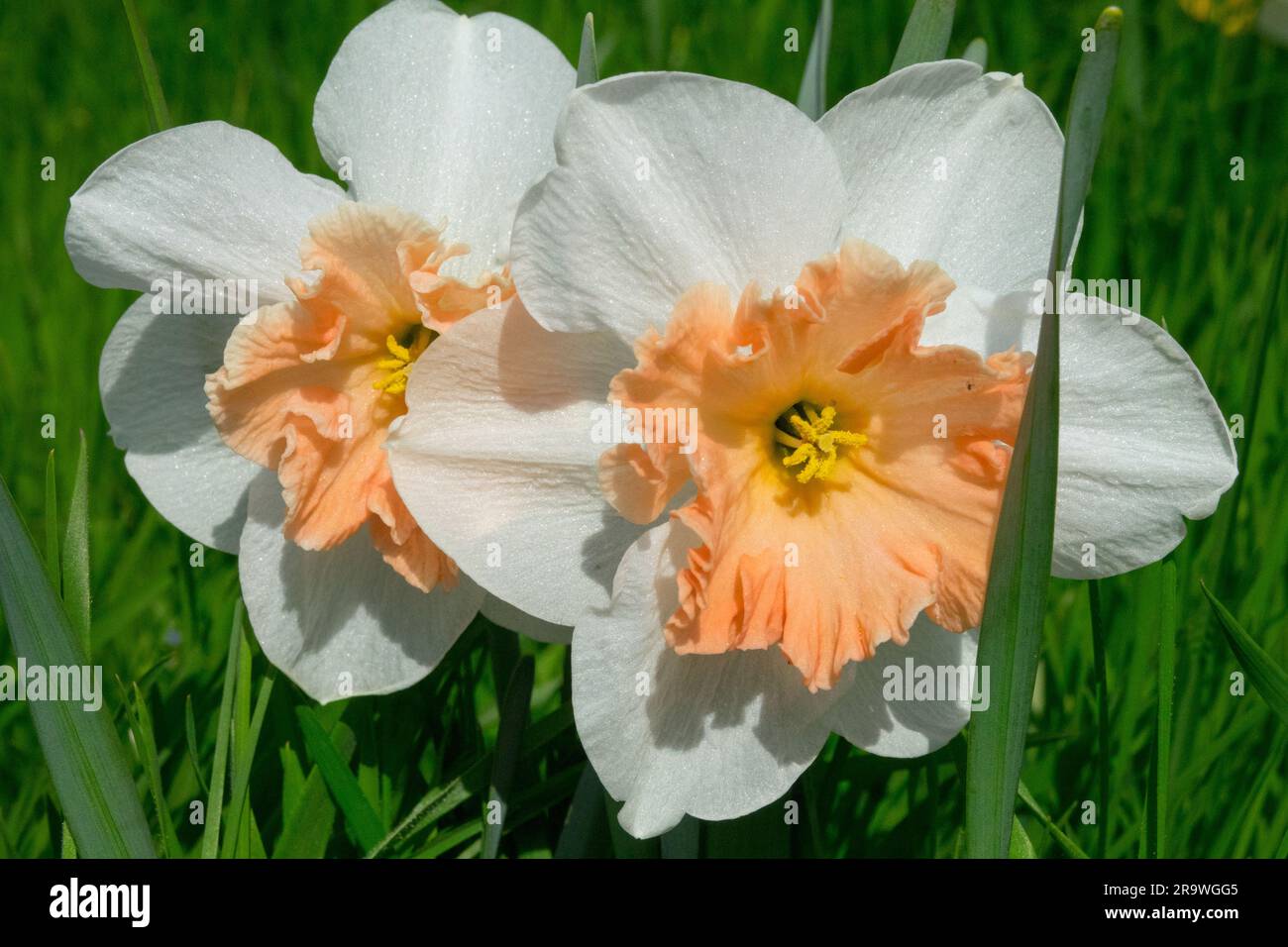 Precocious flowering hi-res stock photography and images - Alamy Precocious flowering hi-res stock photography and images - Alamy