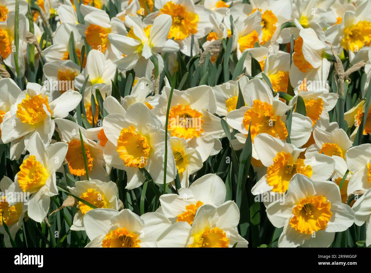 Large-cupped, Narcissus "Sound", Flowers, Daffodils, Spring, Garden ...