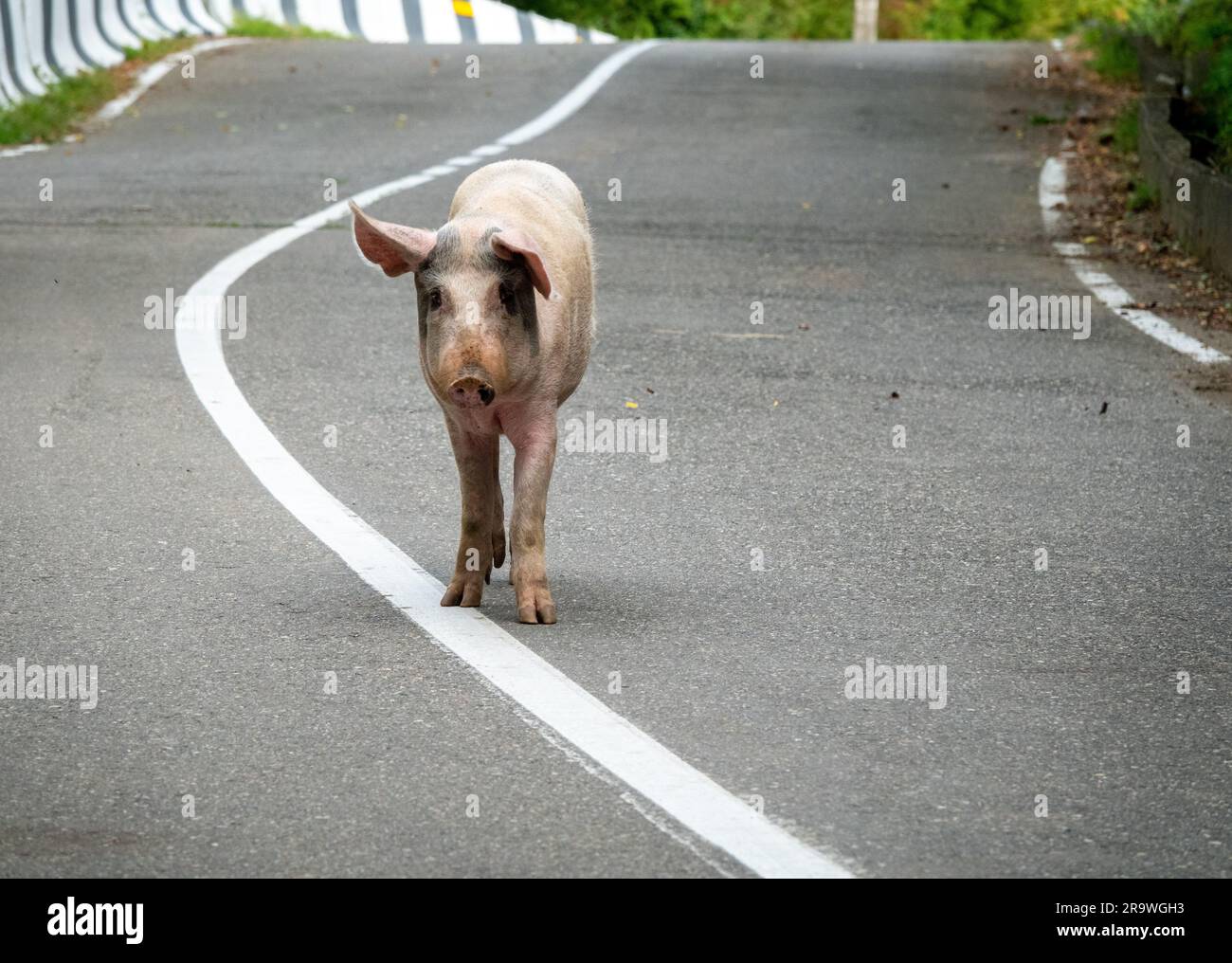 A pig walks on the road Stock Photo - Alamy