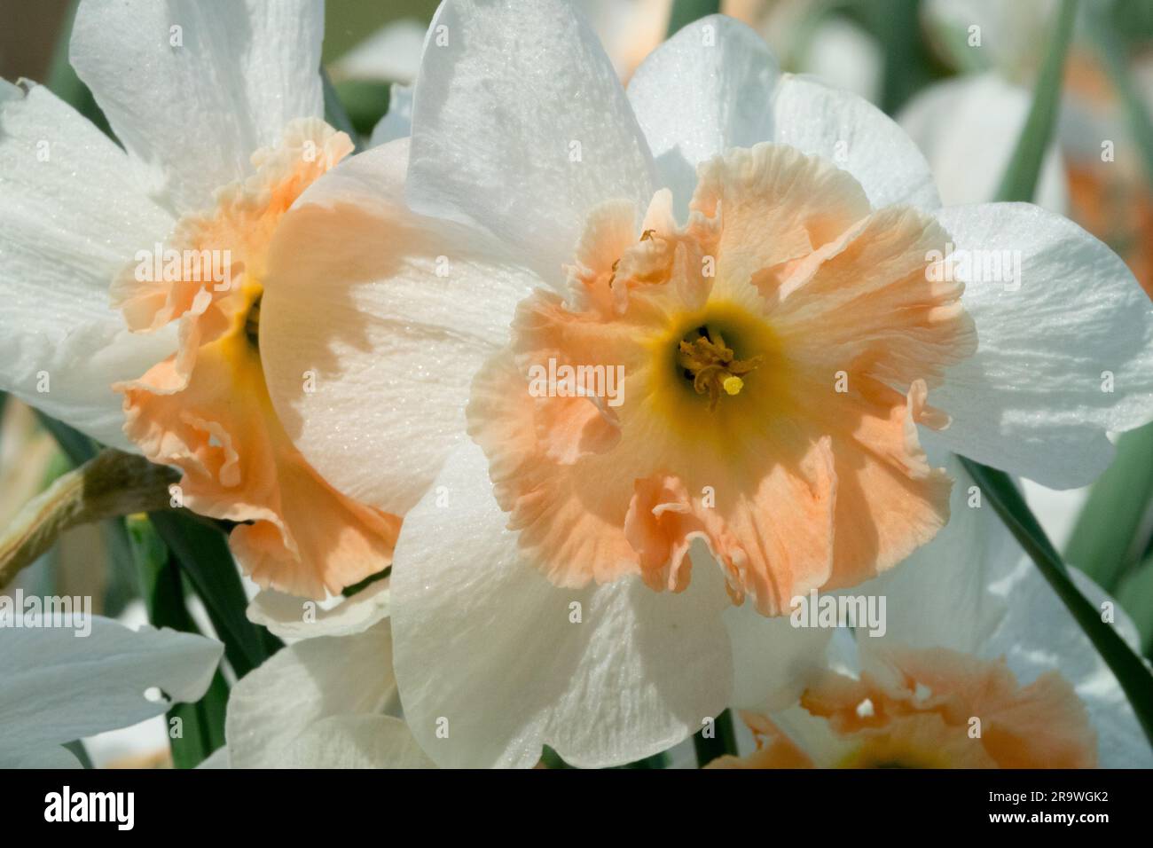 Daffodils precocious hi-res stock photography and images - Alamy