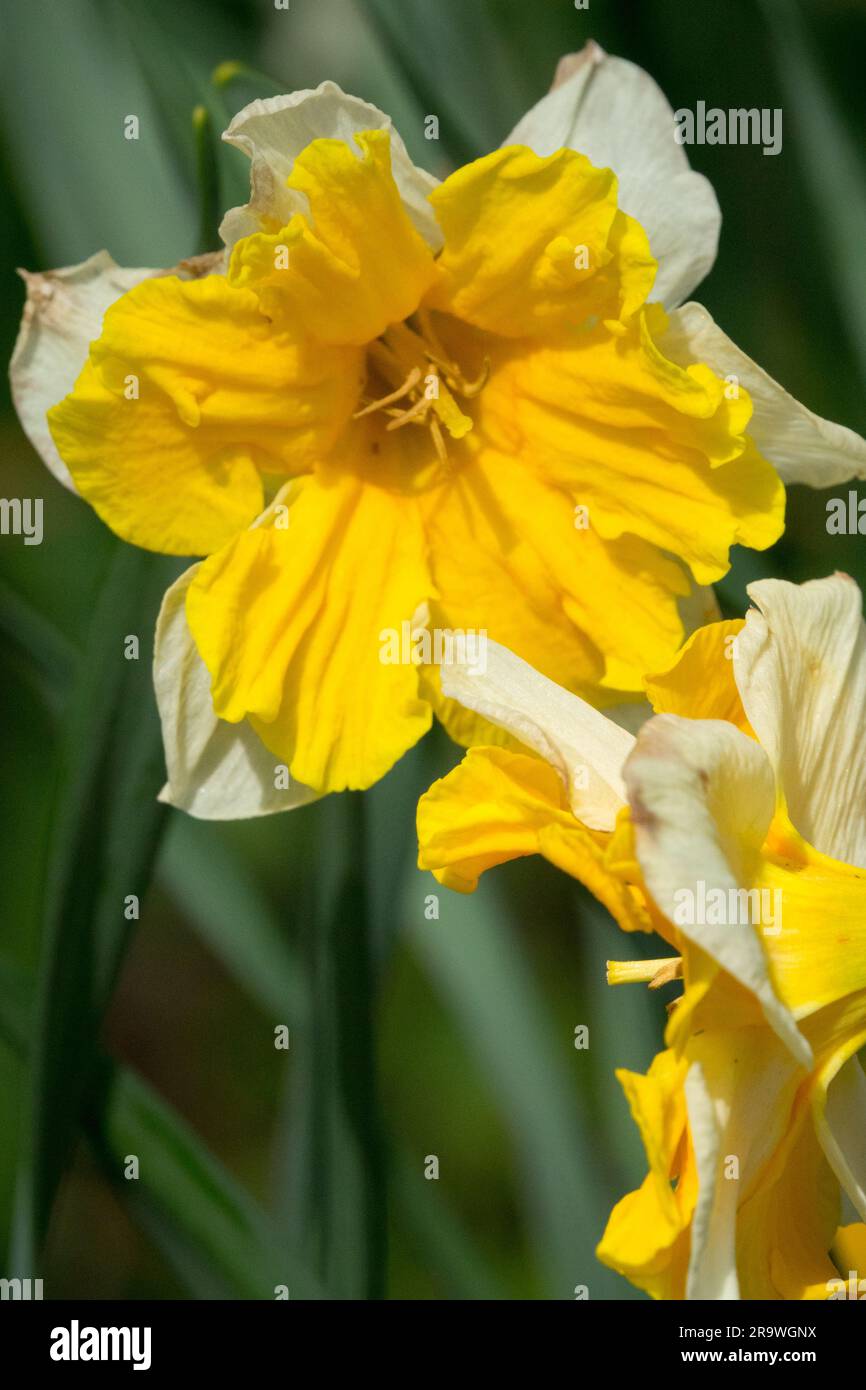 Daffodil Narcissus "Orangery", Flower, Portrait Daffodil "Orangery ...
