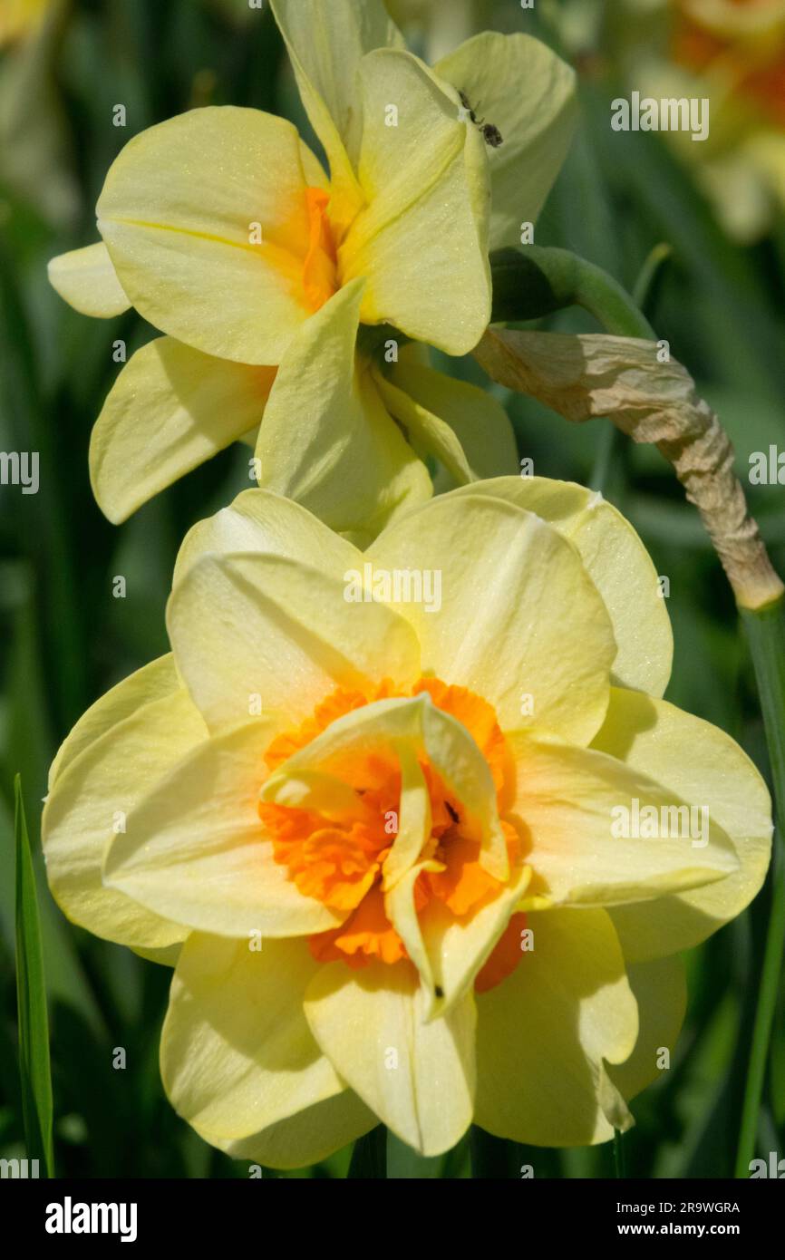 Double daffodil hi-res stock photography and images - Alamy