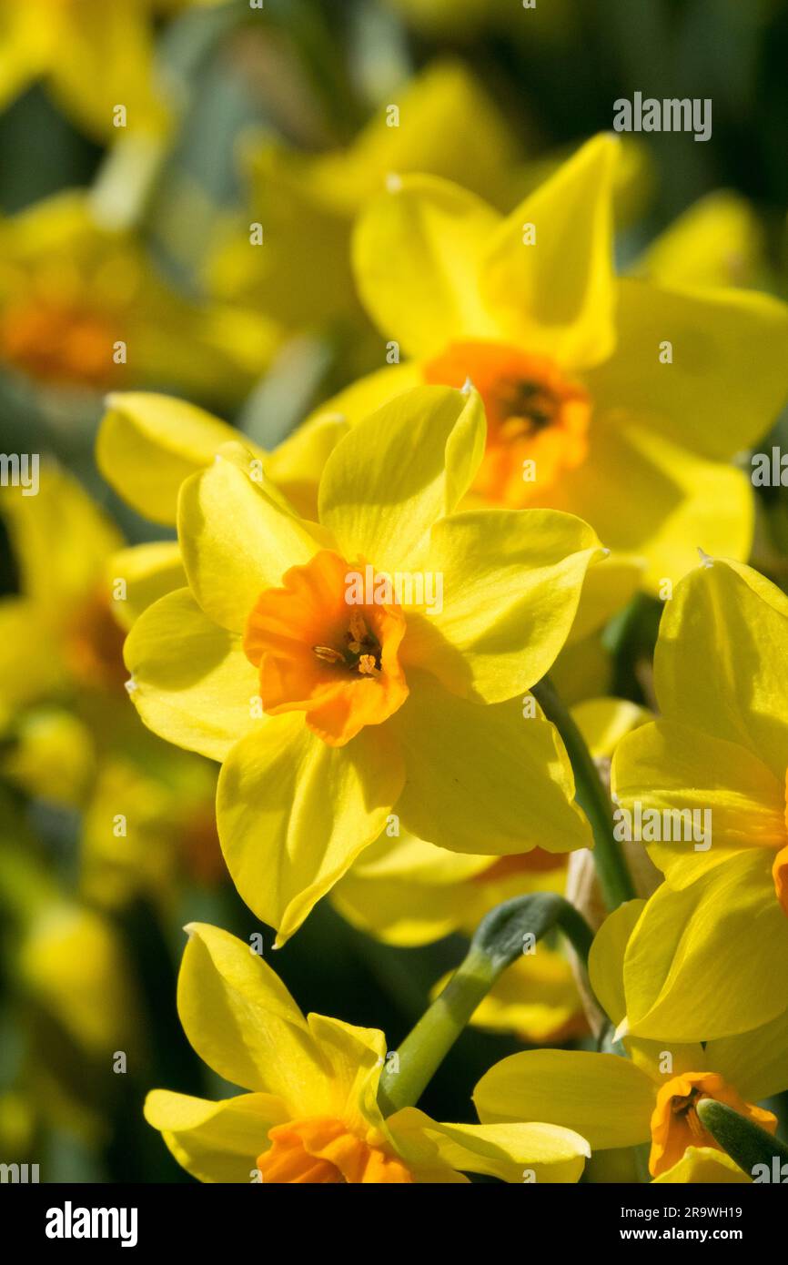 Yellow, Orange, Daffodil Narcissus, Closeup, Spring, Flowers, Daffodil ...