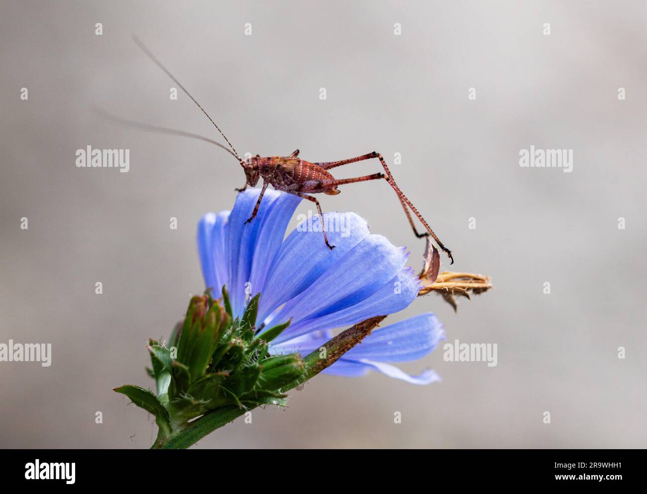 Cricket bug on flower, Pholidoptera griseoaptera Stock Photo - Alamy