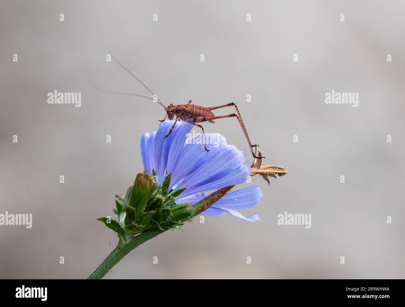 Cricket bug on flower, Pholidoptera griseoaptera Stock Photo - Alamy
