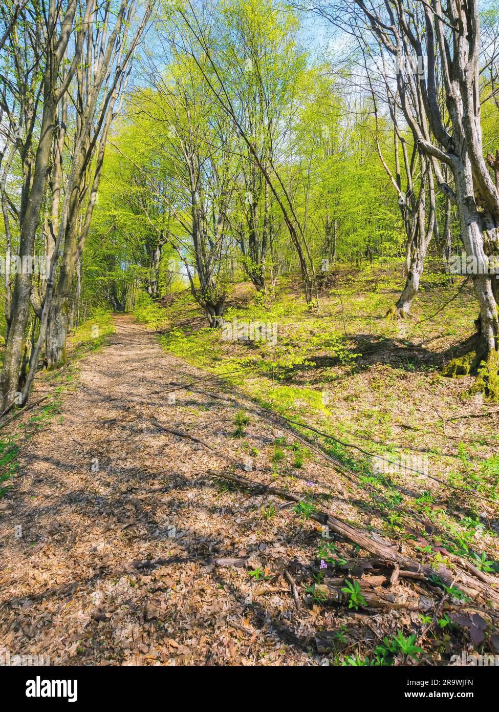 day trip through beech forest with beautiful scenery. beauty of ...
