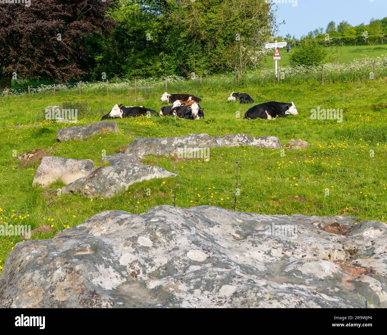 Cattle lying down chewing the cud in meadow field with sarcen stones ...