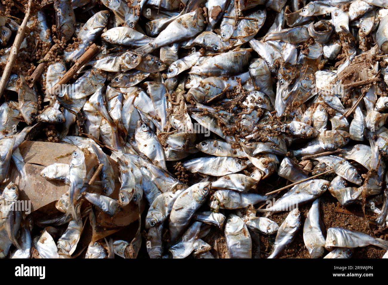 The dead fish washed up along Raritan Bay Stock Photo - Alamy